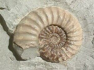 King Baalis: First Evidence of a Biblical Ammonite Ruler ...