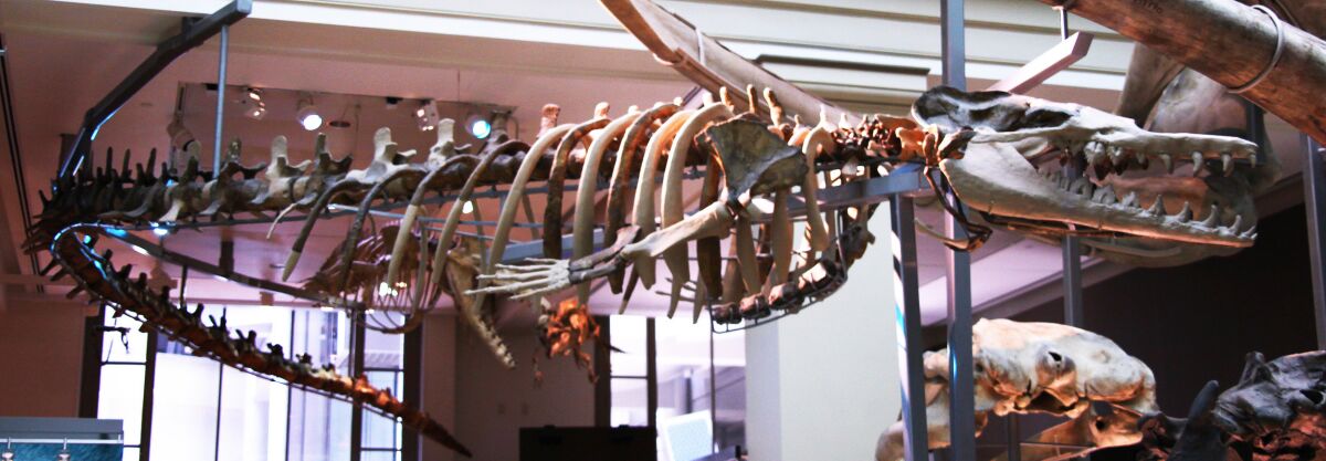 Real Leviathan Skeleton