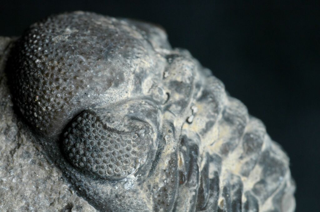 Creation vs. Evolution—Through the Eyes of a Trilobite ...