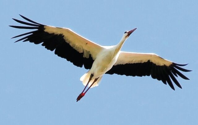 Winged Wisdom | ArmstrongInstitute.org