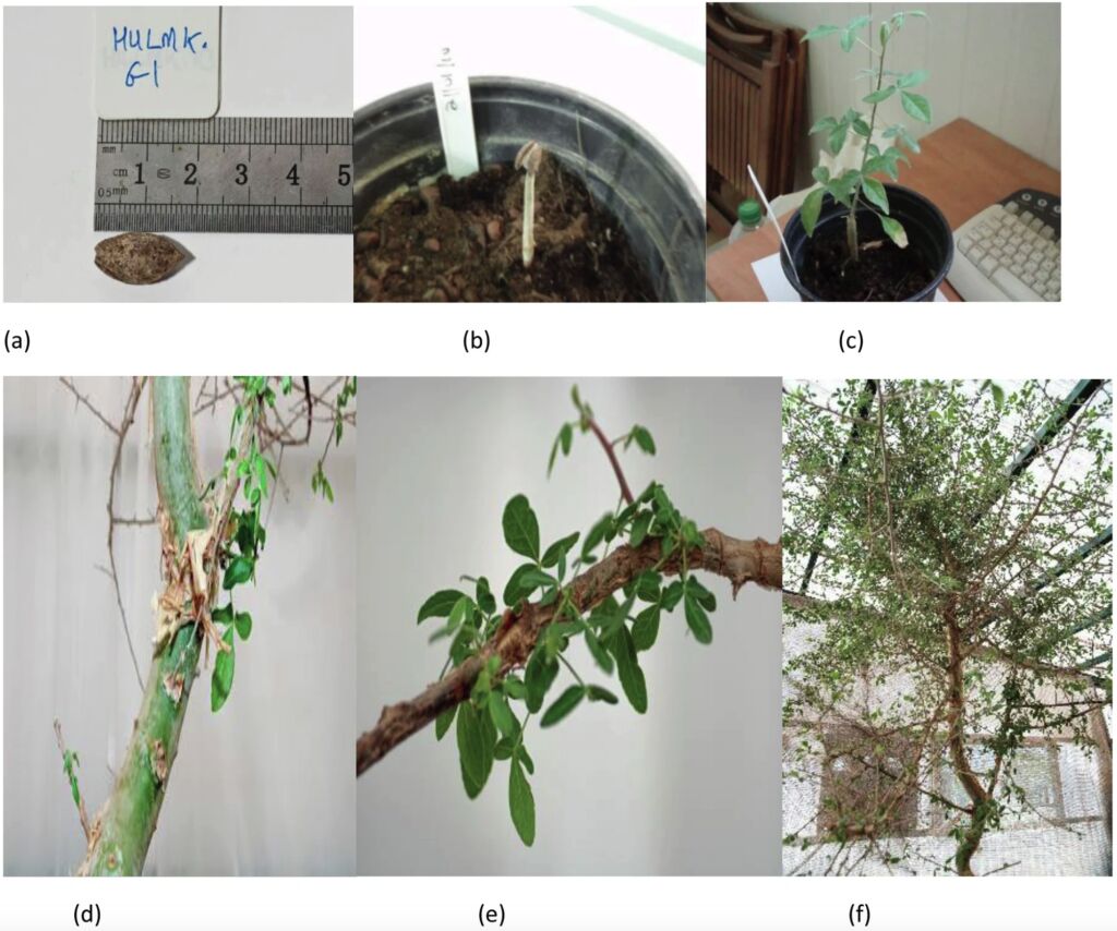 Ancient Biblical Tree Species Resurrected | ArmstrongInstitute.org
